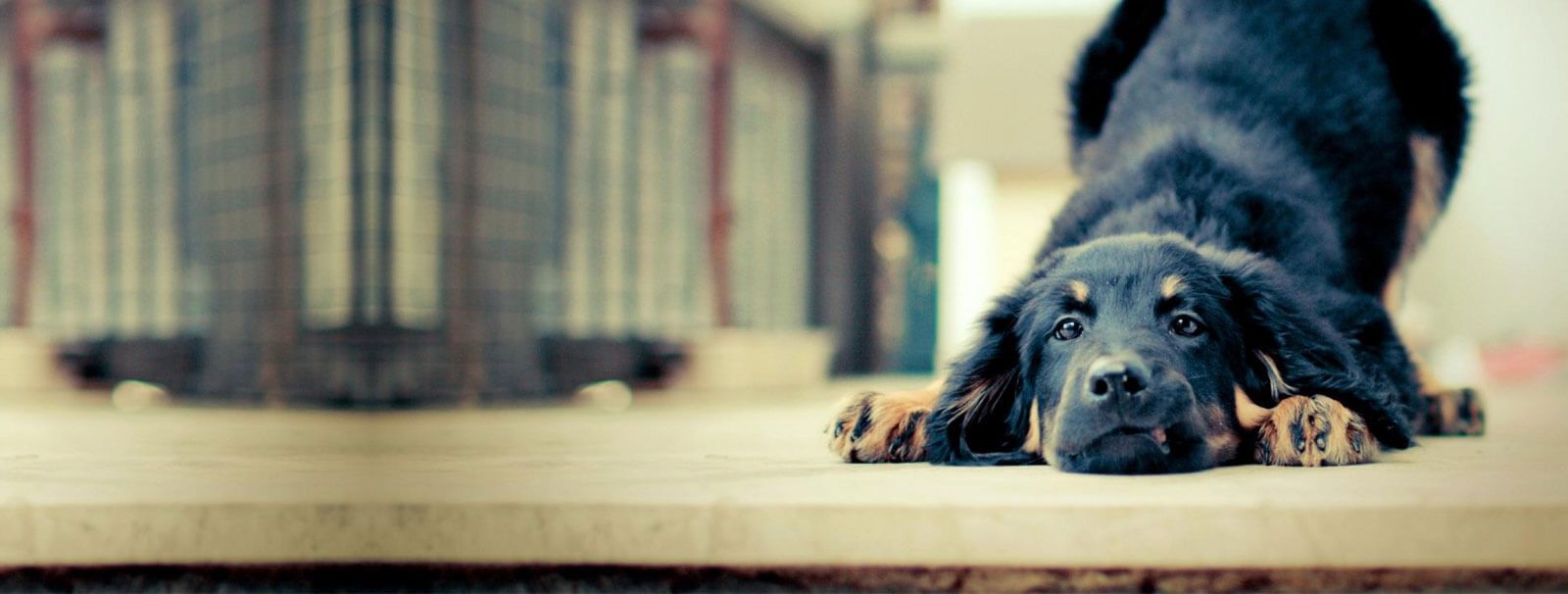 PRODUCTS | Green Pet