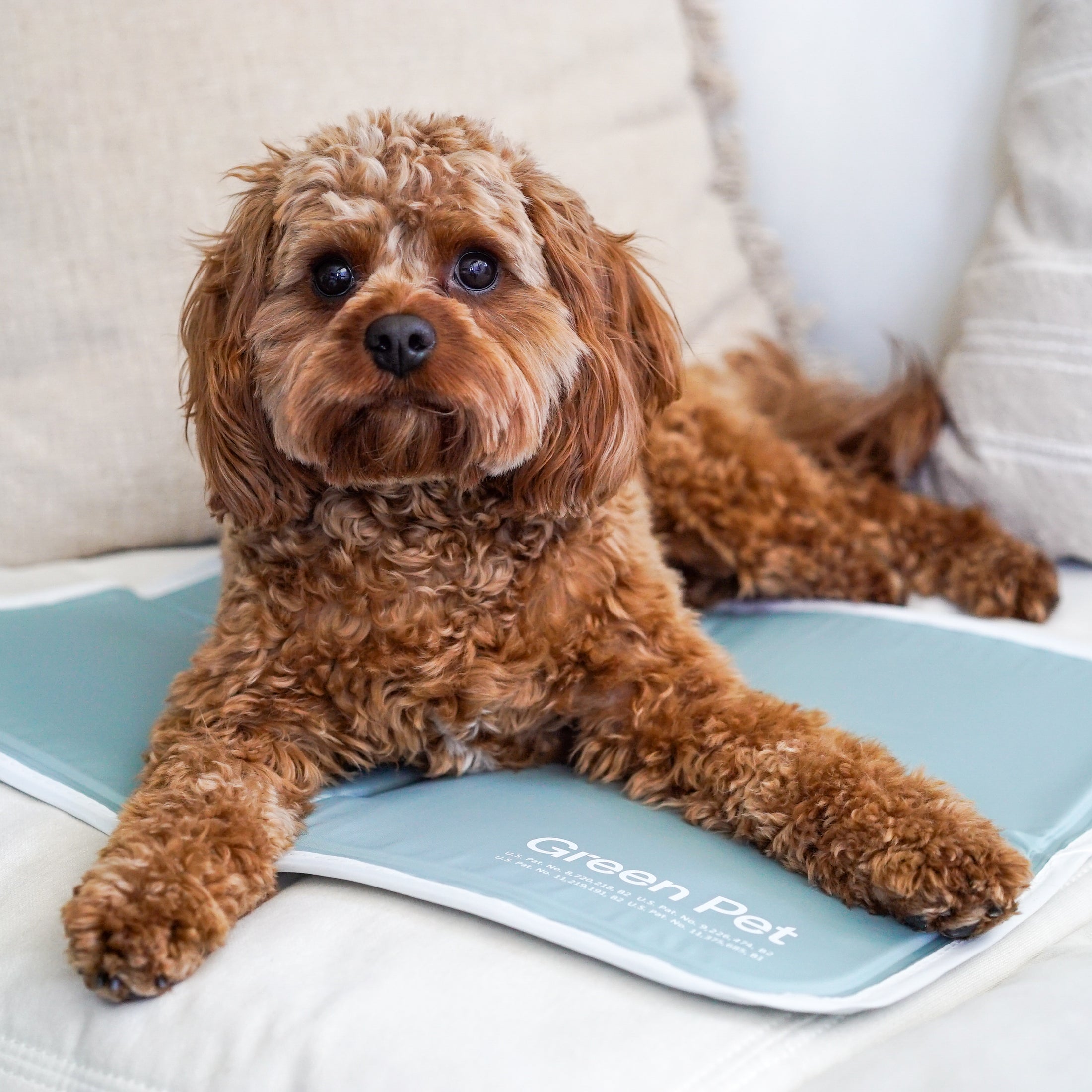 Cool Pet Pads | Pet Cooling Mat and Beds | Green Pet